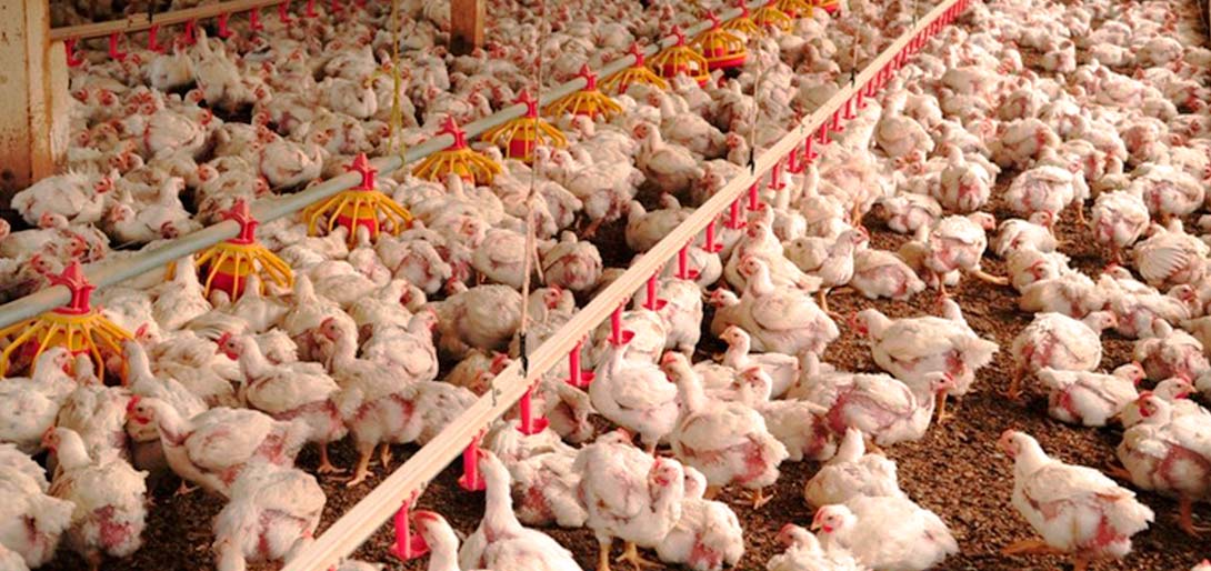 CRIAÇÃO E ABATE DE FRANGO PARA PAÍSES MUÇULMANOS | AgroNovas