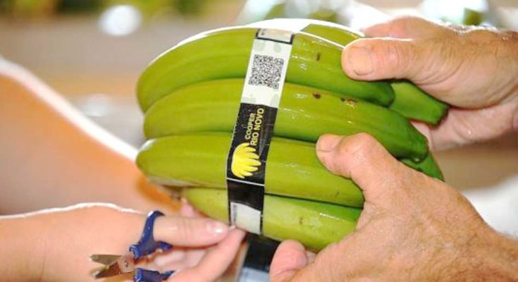 PRODUÇÃO HIGH TECH | AgroNovas