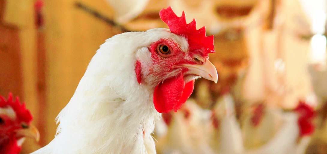 FRANGO: O TERCEIRO MAIOR PRODUTO DO AGRO | AgroNovas