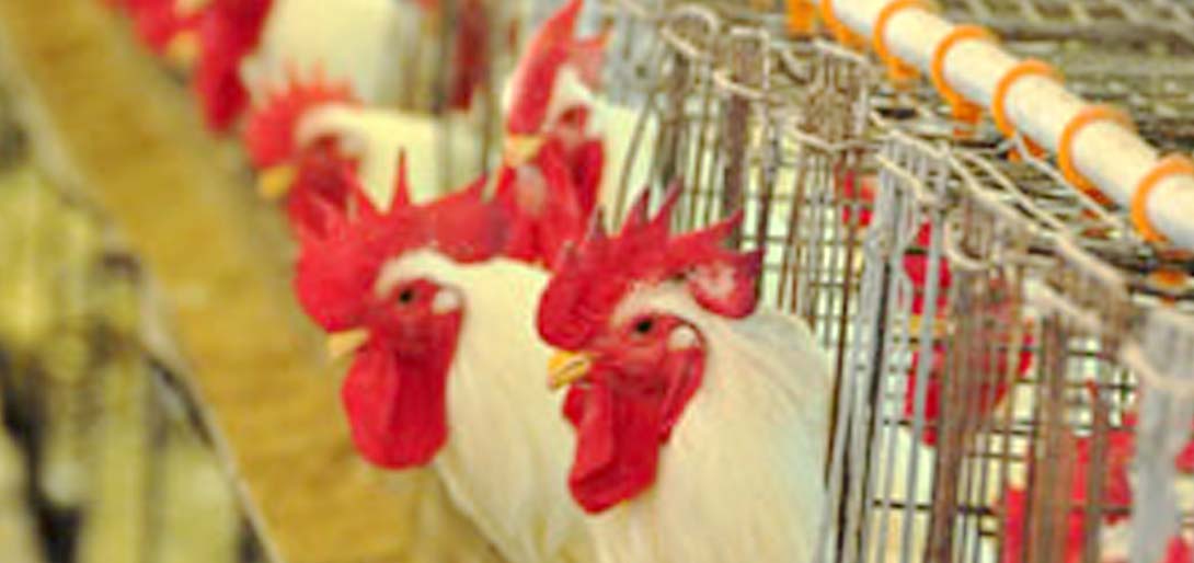 CUSTOS PARA PRODUÇÃO DE FRANGO | AgroNovas