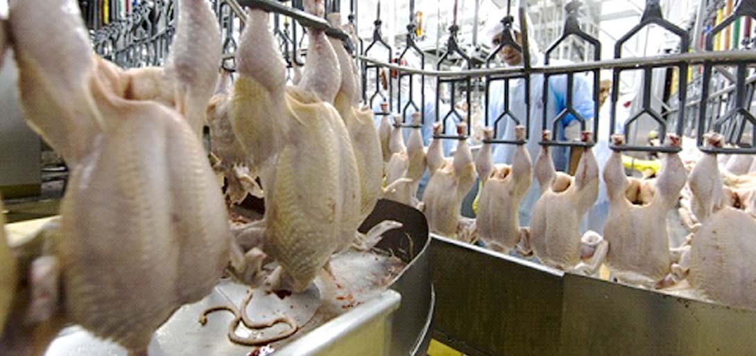 AUMENTA O CUSTO DA PRODUÇÃO DE FRANGOS DE CORTE | AgroNovas