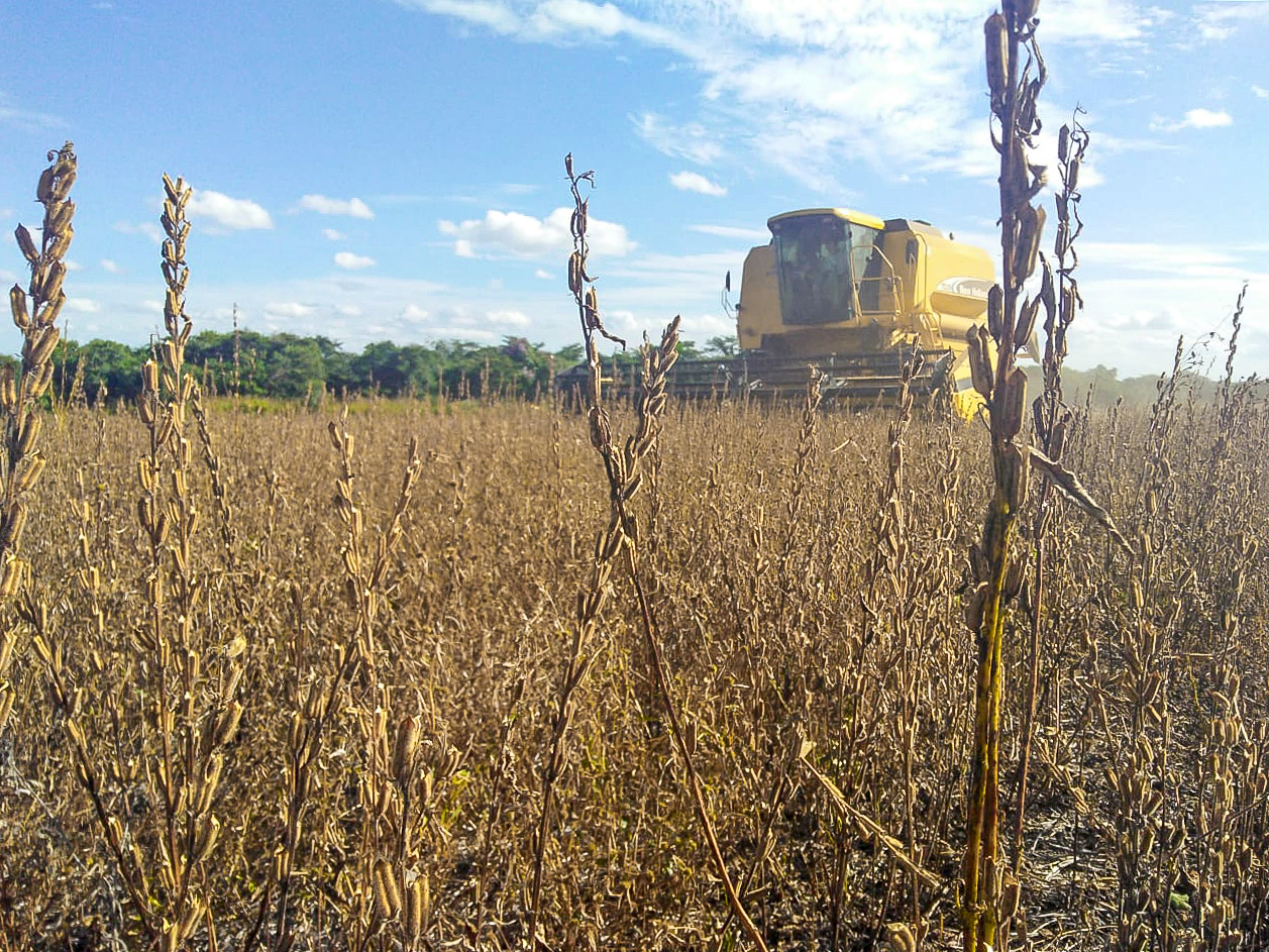 AS VANTAGENS DE PLANTAR GERGELIM | AgroNovas