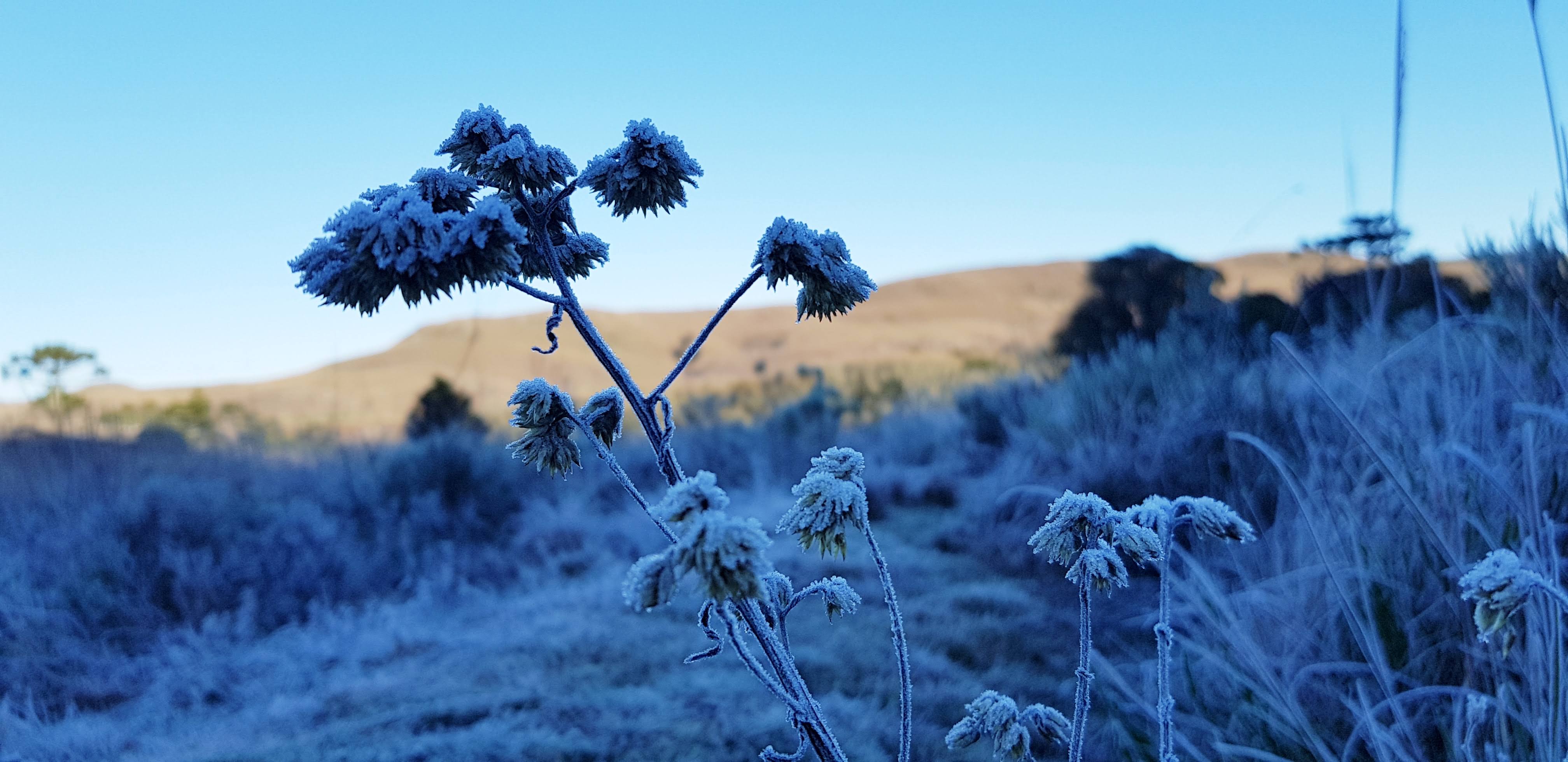 CLIMA: CHUVA, FRIO E GEADAS PELO BRASIL | AgroNovas
